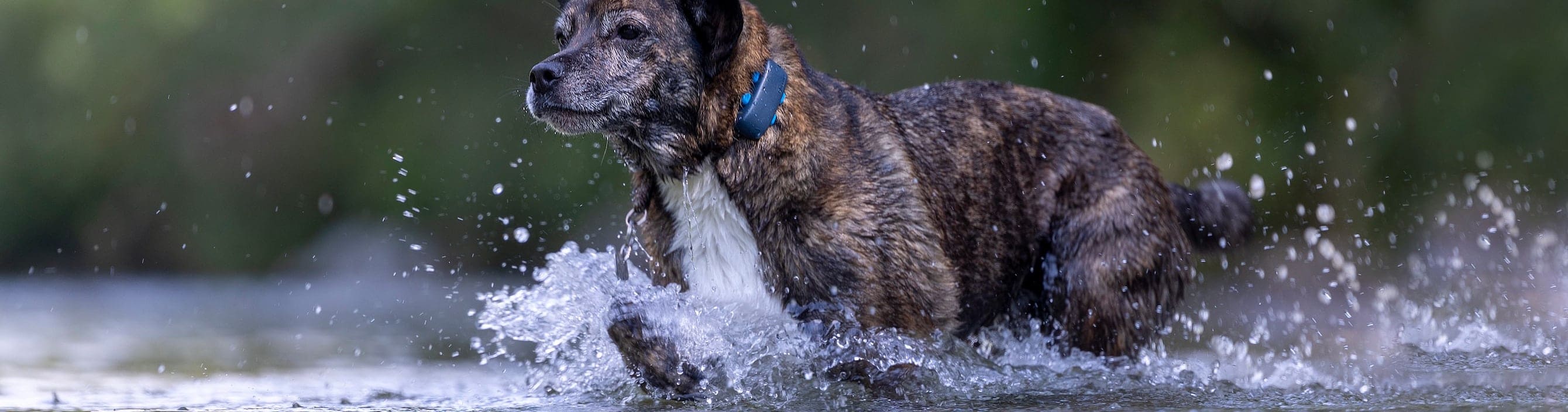 Tractive GPS Tracker kaufen